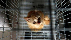 Kitten cannibalism: USDA roasted over ‘unjustifiable’ experiments on ...