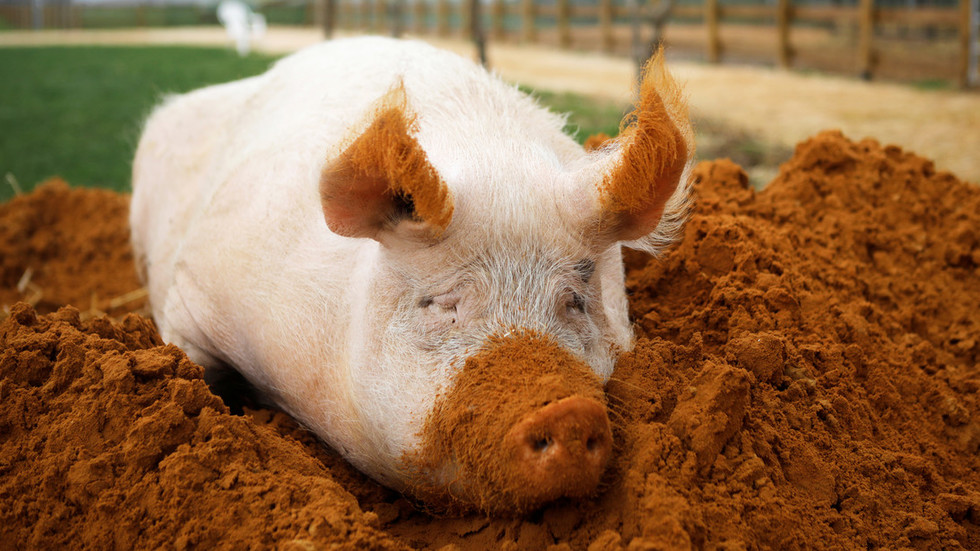 Zombie pigs? Scientists restore partial function in hours-dead animal ...