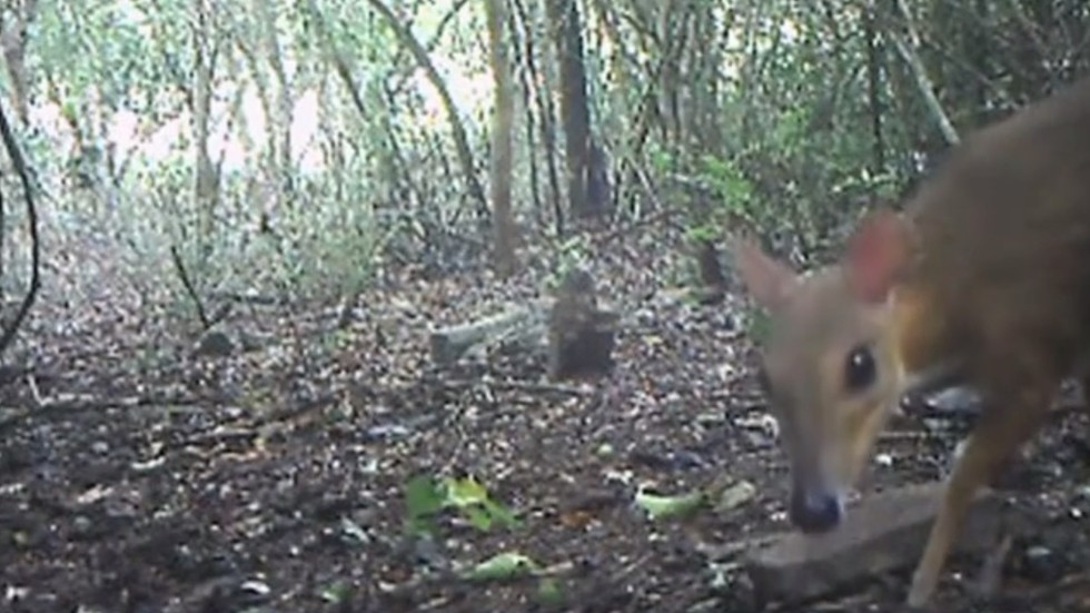 Beautiful, silvery ‘mouse deer’ rediscovered in Vietnam after no ...
