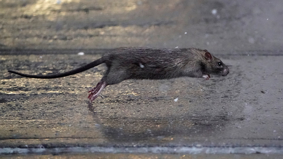 As media warns of WARRING CANNIBAL RATS in US cities, (human) food ...