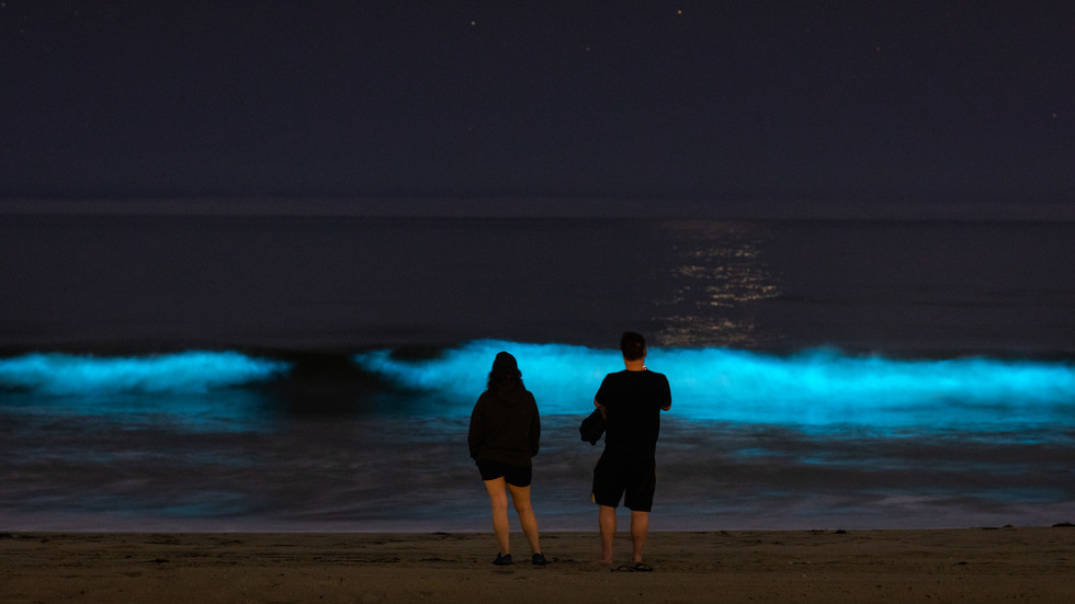 WATCH: Surfer rides ethereal GLOWING WAVES thanks to bioluminescent ...