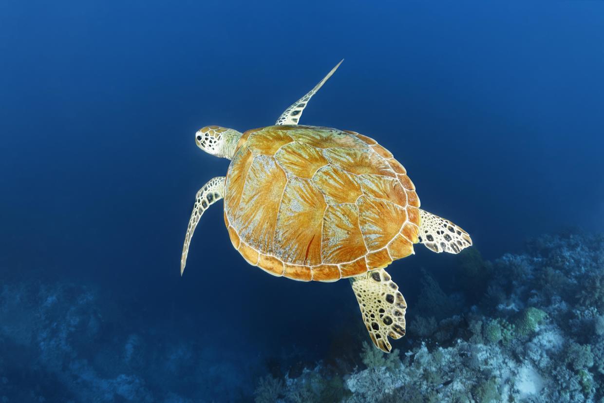 Heroes in a half-shell: Incredible drone VIDEO shows world’s largest ...