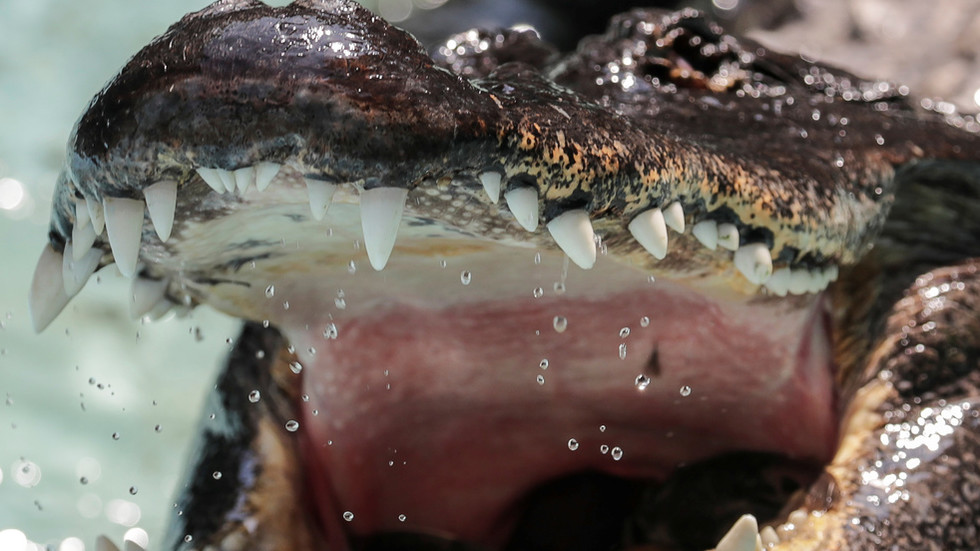 Man films a huge cannibal alligator eating another for lunch in a South ...
