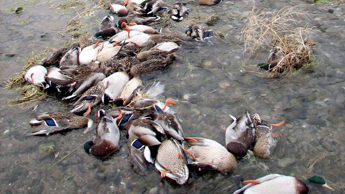 1,000 dead ducks found in Chinese river as pig clean-up reaches 16,000 ...