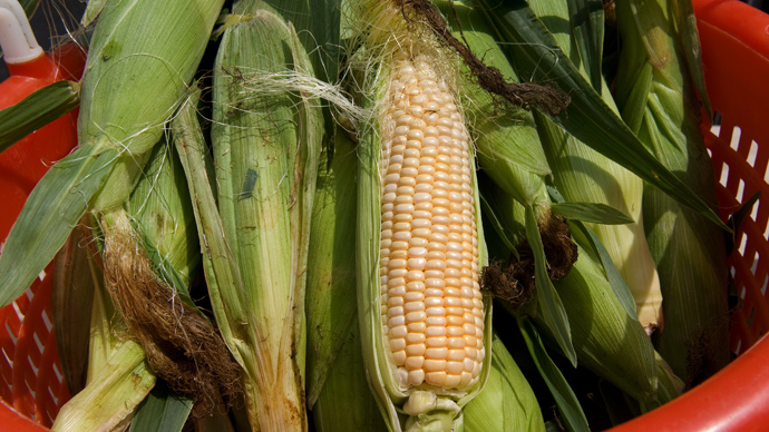 Study reveals GMO corn to be highly toxic — RT USA News
