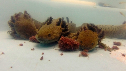 Mystery ‘super predator’ hunted in Australian waters after devouring 3 ...