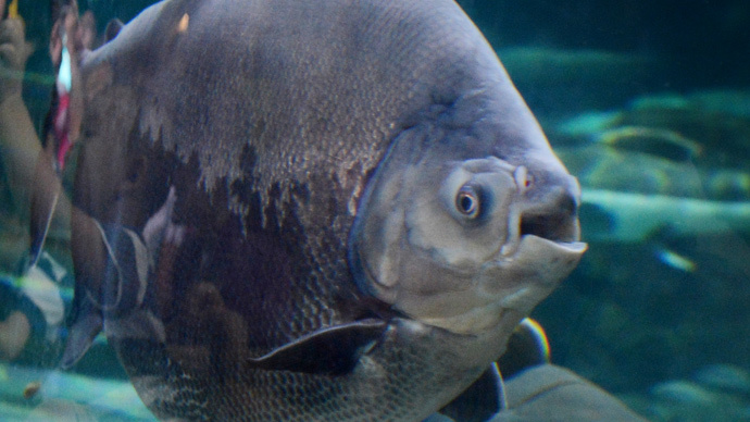 Rare ‘testicle-eating’ fish with human-like teeth found in New Jersey ...