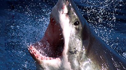 Shanghai shark shock: 15 injured in tank explosion in China — RT World News