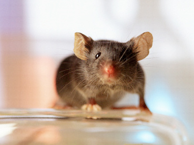 Bomb-detecting mice may foil future terrorists — RT World News