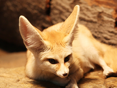 Two-headed monster snake scares Ukrainian zoo visitors — RT World News