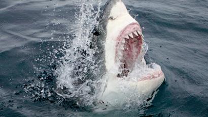 Jaws 2.0: Freak shark attacks in Russia's Far East — RT World News