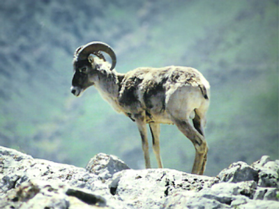 Rare sheep cause helicopter crash in Altay? — RT World News