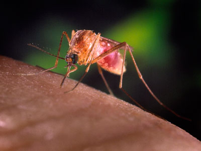 Giant mosquito invasion scares Florida — RT USA News