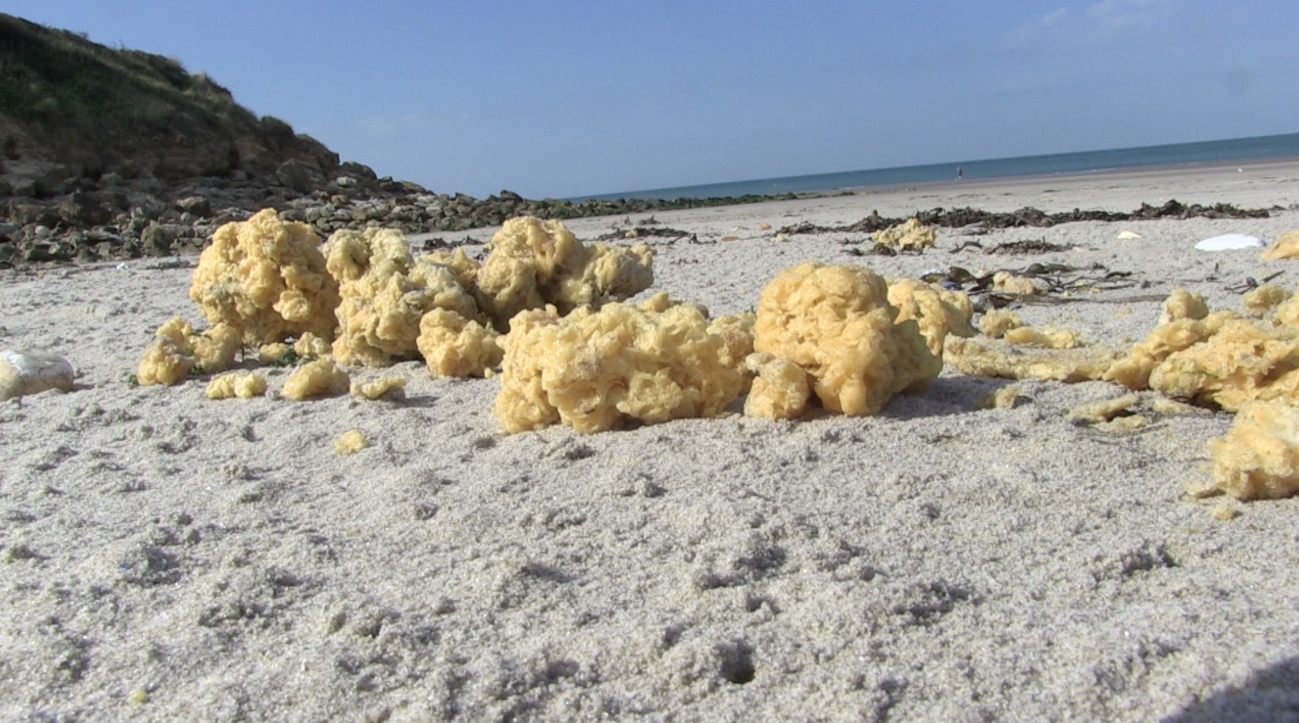 Quelle est cette mousse jaune qui envahit les plages de la Côte d’Opale ...